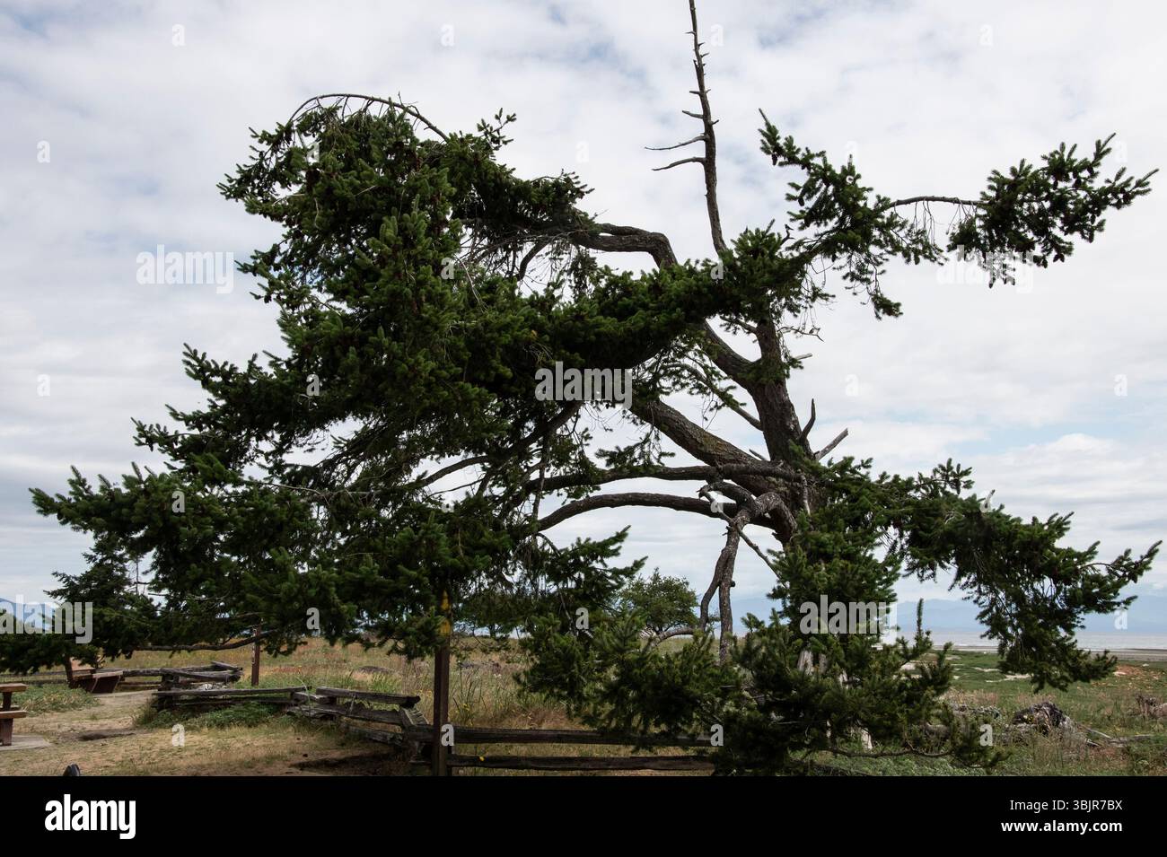 Wind blown tree hi-res stock photography and images - Alamy