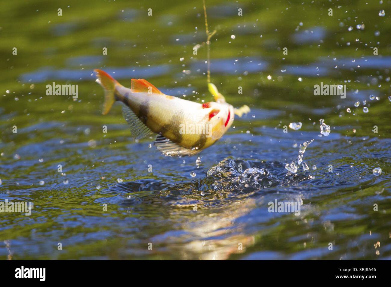 Fishing on freshwater lakes in the reeds Stock Photo - Alamy