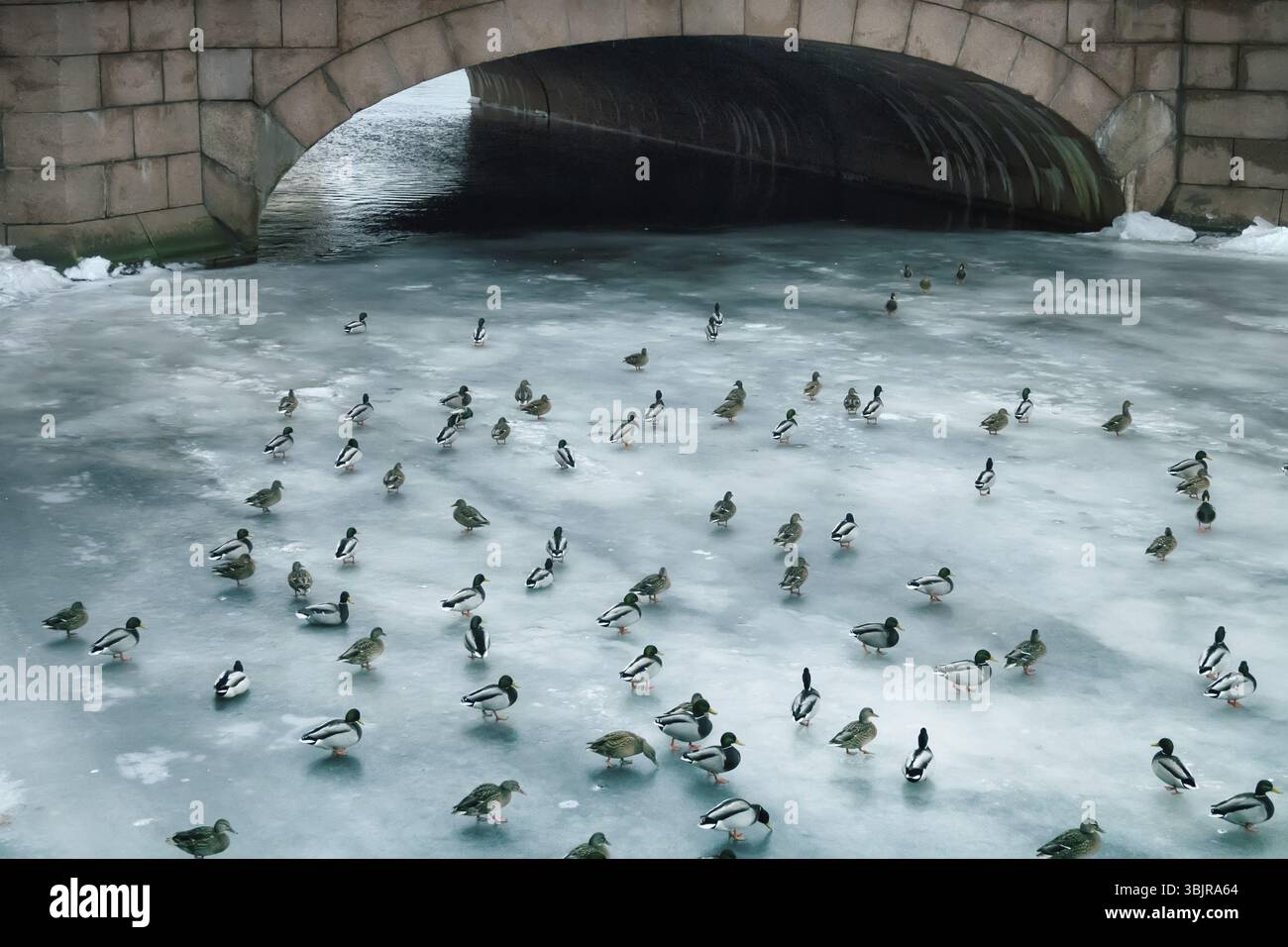 Large accumulation of ducks in winter on ice of reservoir. Mallards in ...