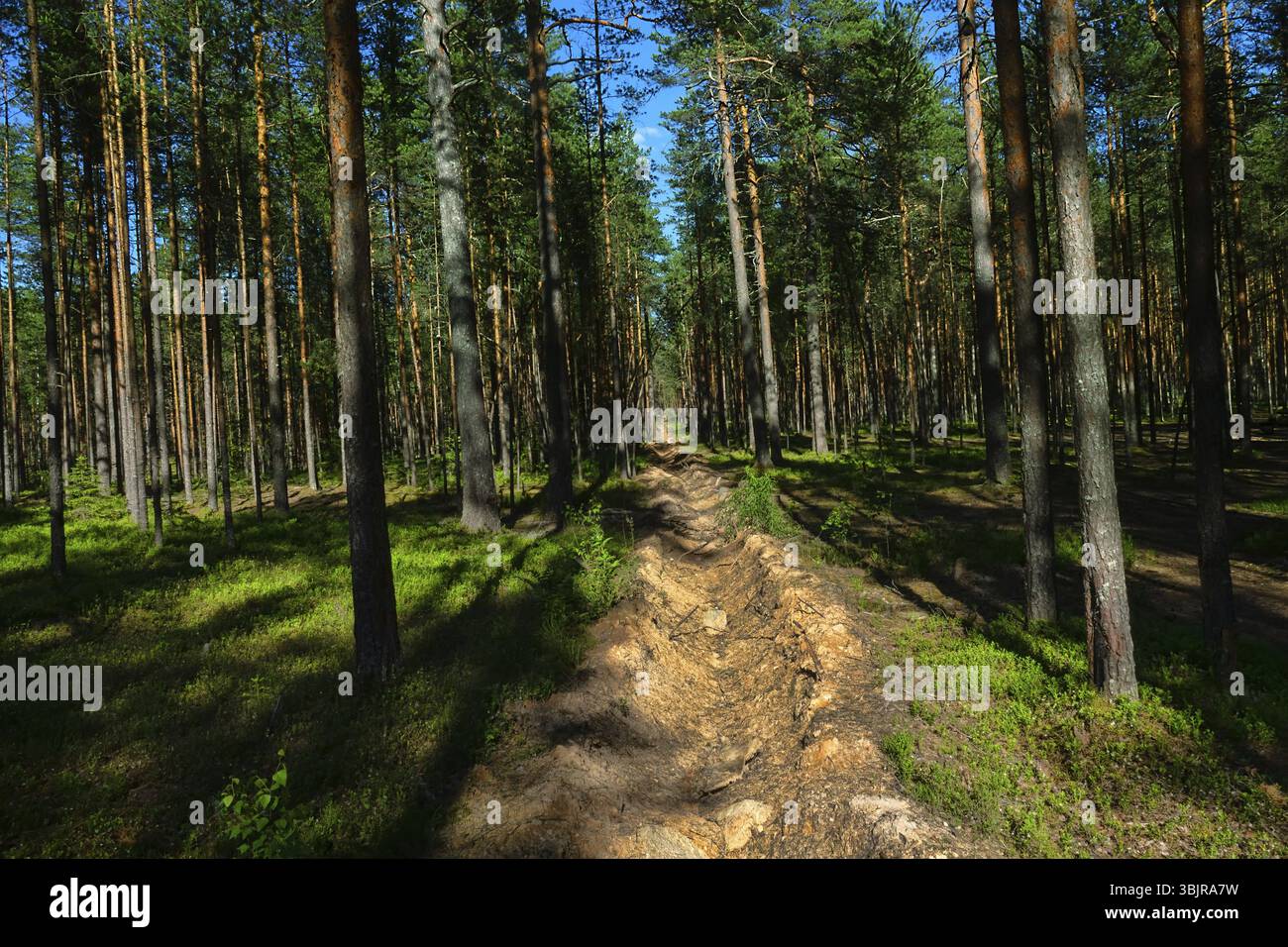 Forest protection strip passes through pine forest and is designed stop ...