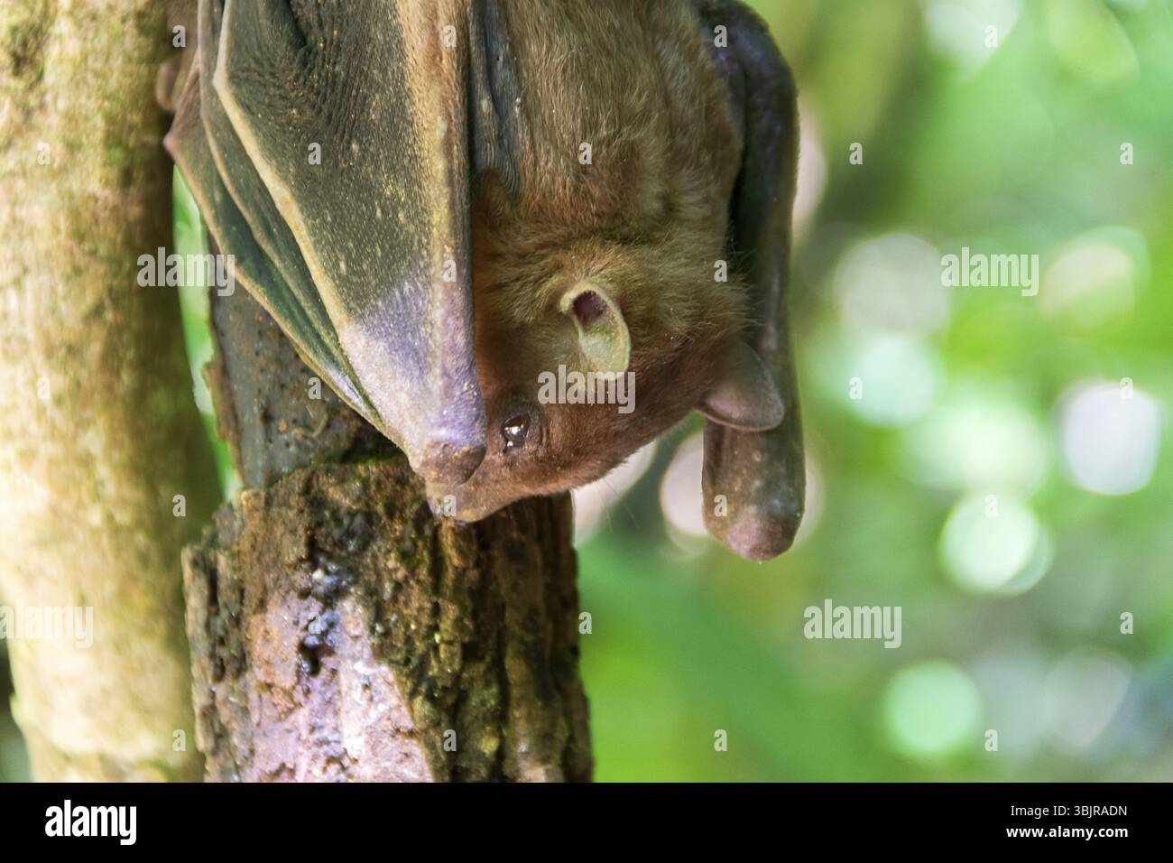 Bat portrait. Indian flying fox (Pteropus giganteus chinghaiensis) from ...