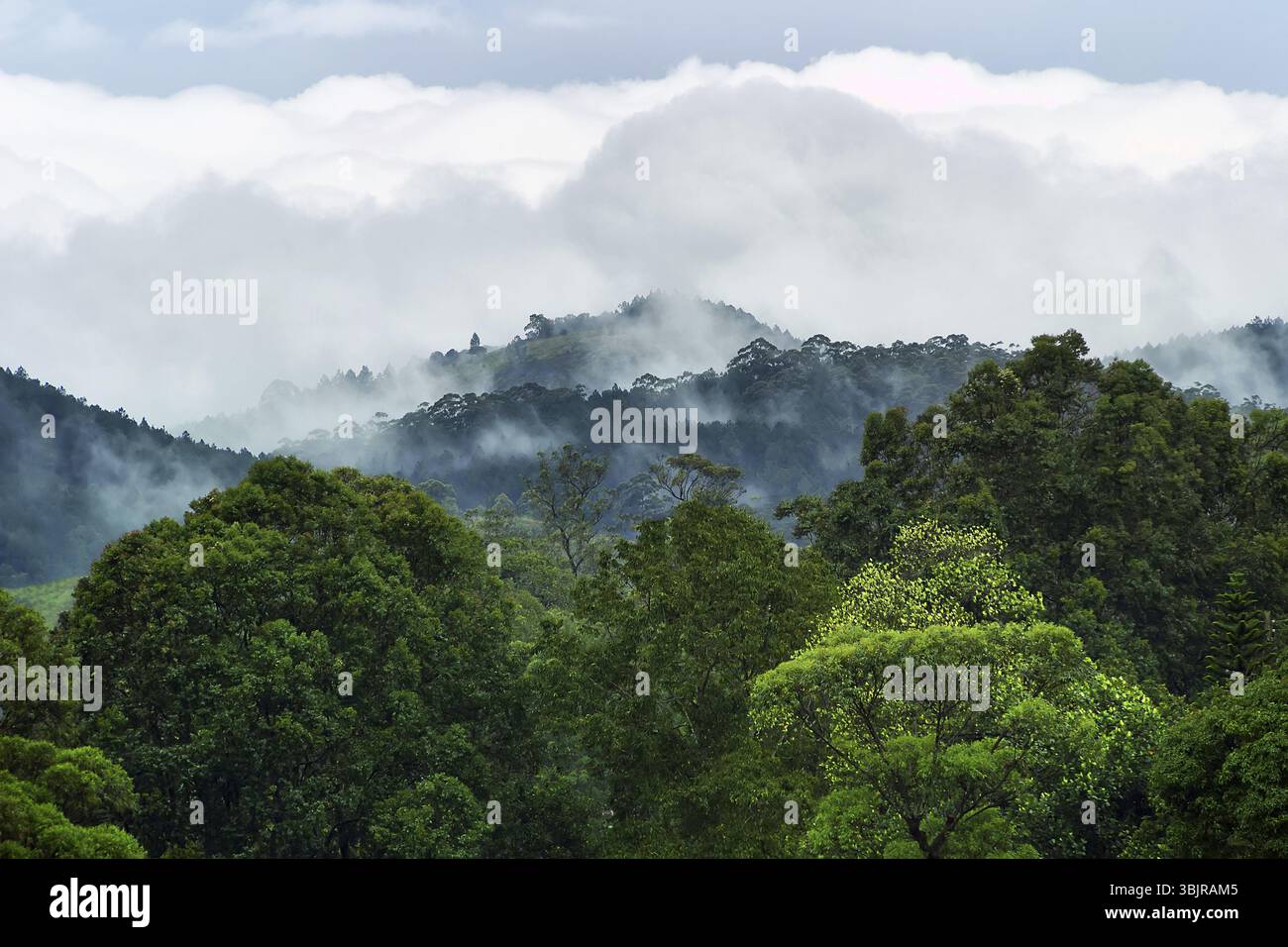 Cloud covers mountain and monsoon moisture is constantly enveloped ...