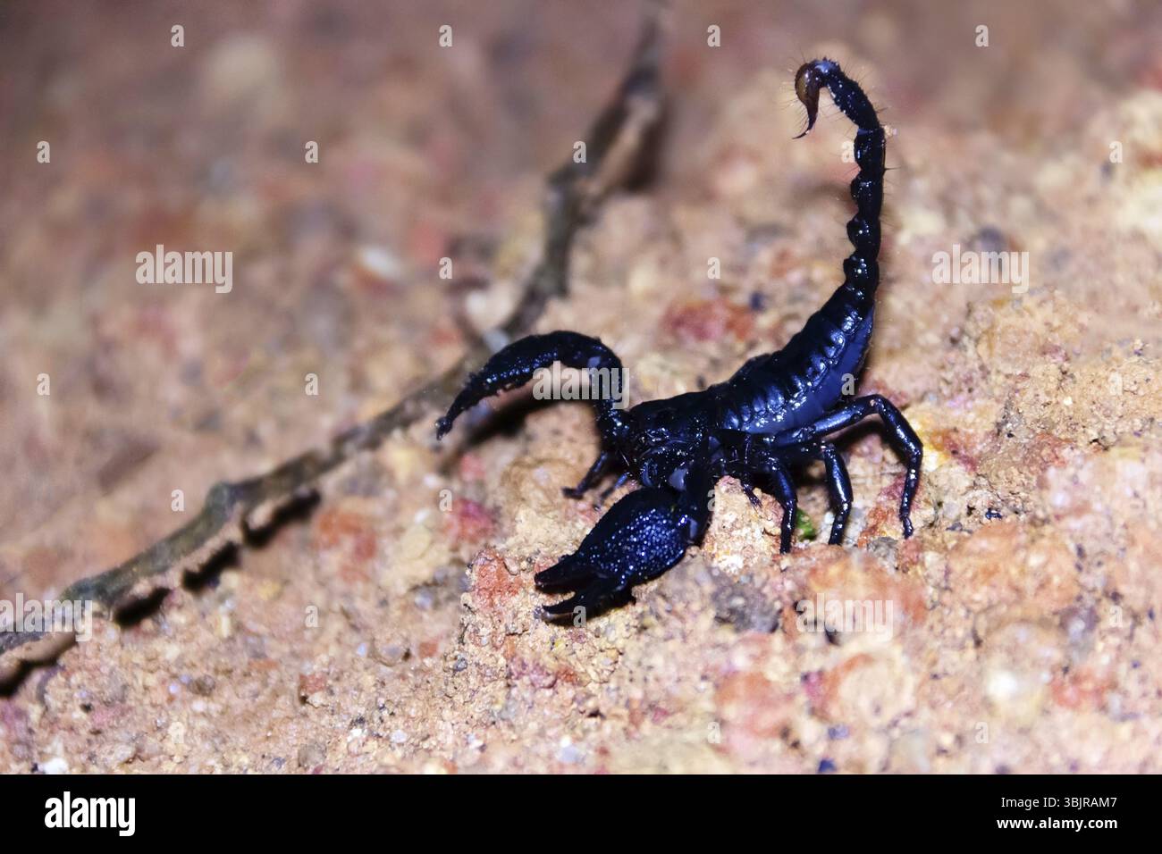 Metallic blue scorpion hi-res stock photography and images - Alamy