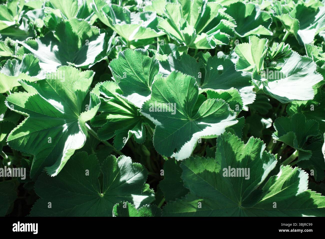 ALCHEMILLA MOLLIS plants. Bright green, fan-shaped leaves densely cover ...