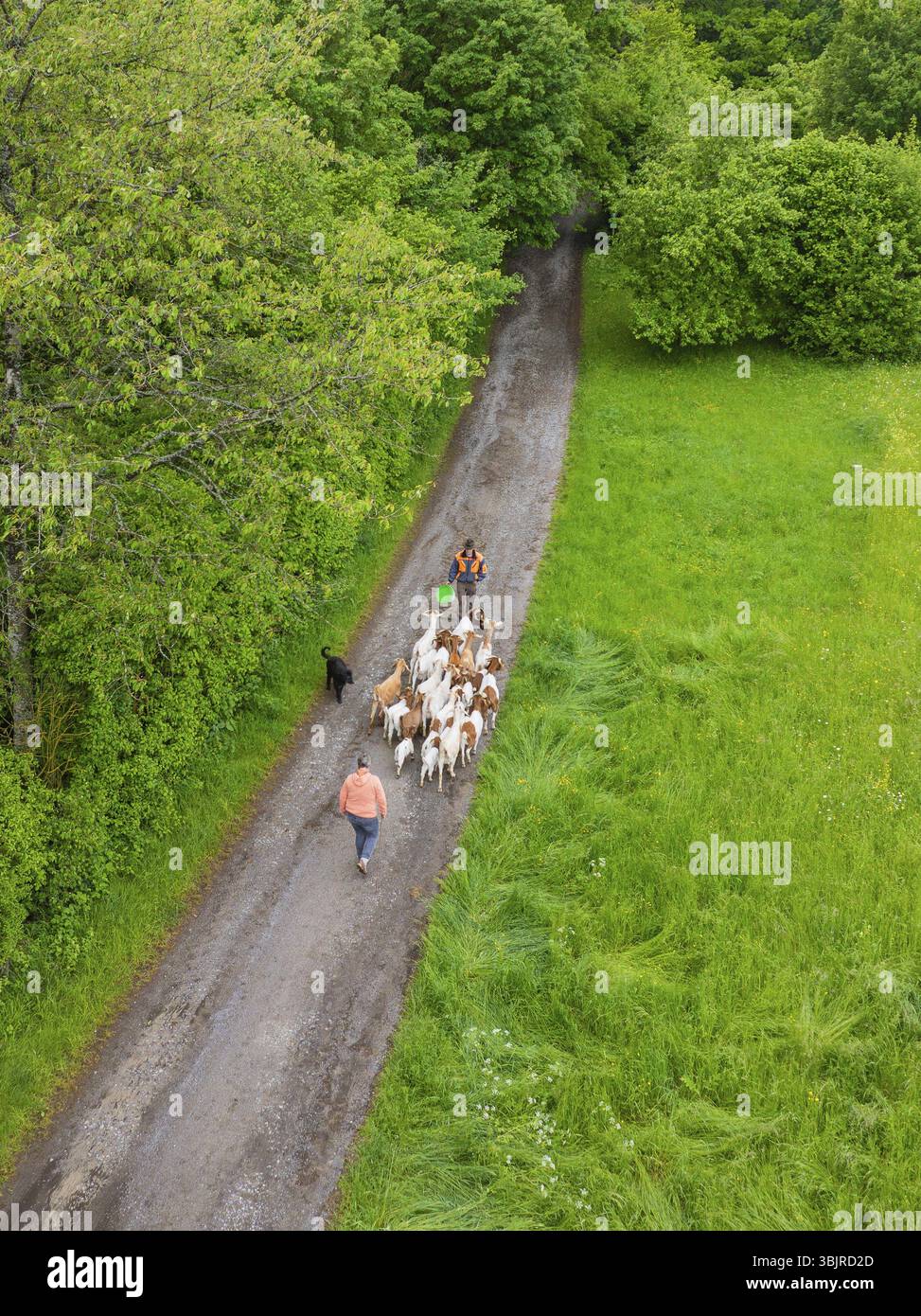 Herd of goats is led by two people through a green forest path, Waldweide Gechingen ...