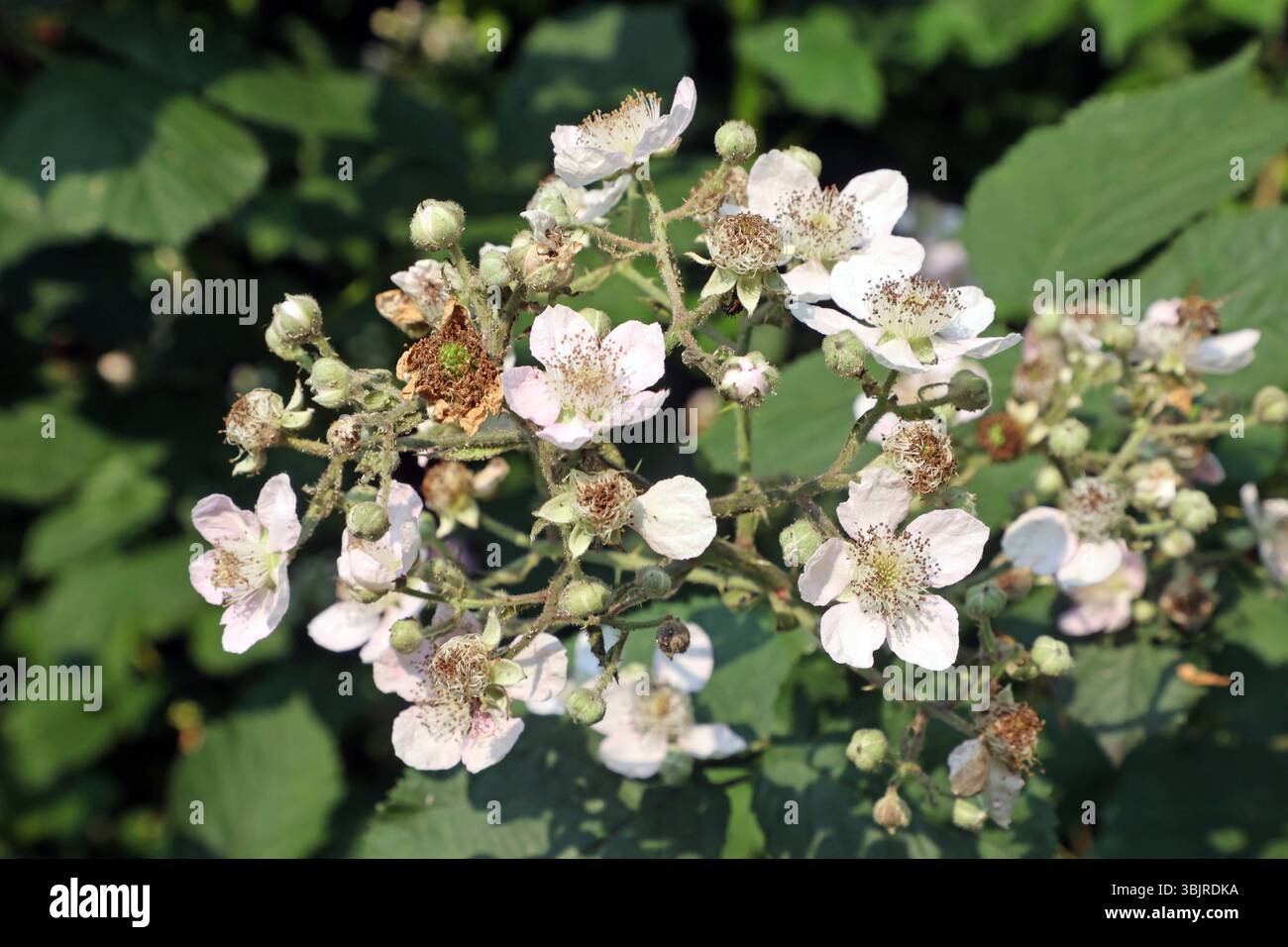 Beerensträucher in der Landschaft Blüten mit Fruchtbildung an ...