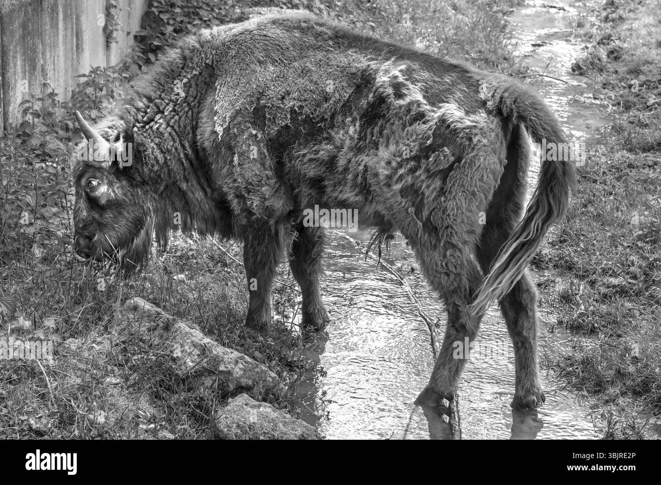 European bison (Bison bonasus) in a stream, wildlife park, Bavaria ...