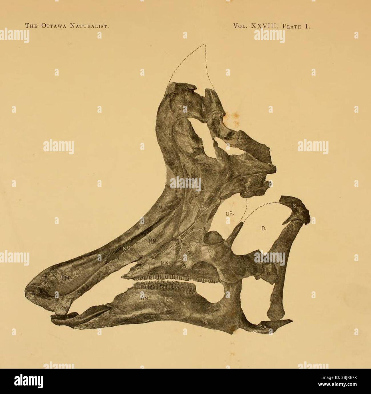 Lambeosaurus partial skull, from Lambe, Lawrence, 1914. On a new genus and species of ...