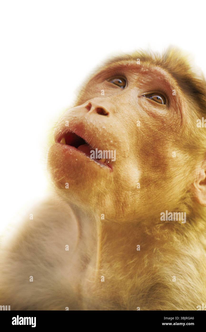 Facial expressions of monkeys are similar to human. Entertaining ...
