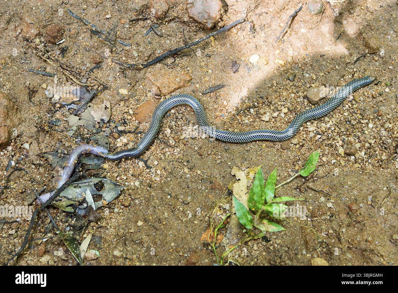 Snake swallows large earthworm hi-res stock photography and images - Alamy