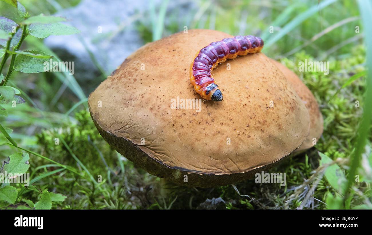 Caterpillar crawling on a large mushroom boletus. Common goat moth ...