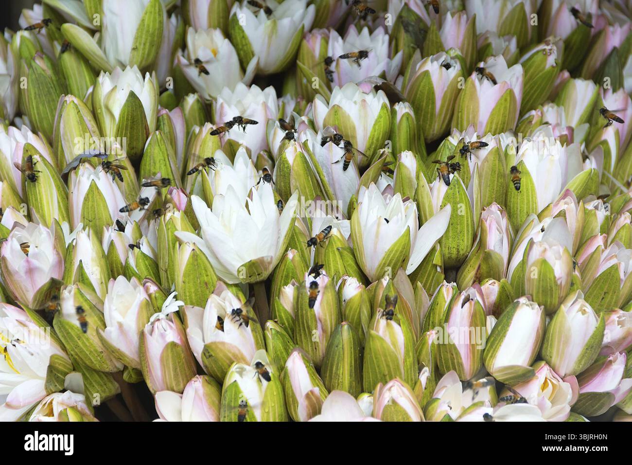 Giant honey bees of southeast asia hi-res stock photography and images ...