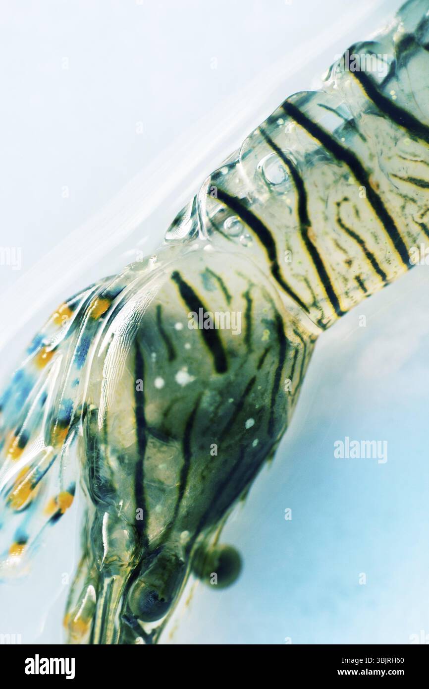 Rockpool shrimp (Palaemon elegans) from southern coast of Black Sea ...