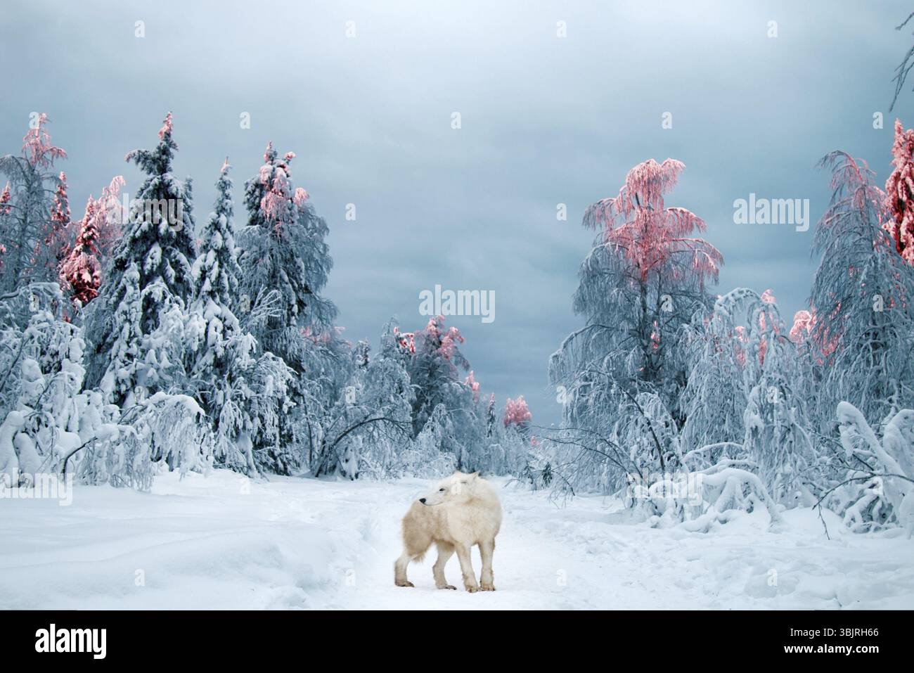 Wolf Road. Composition Polar wolf (Canis lupus tundrarum) in the taiga ...