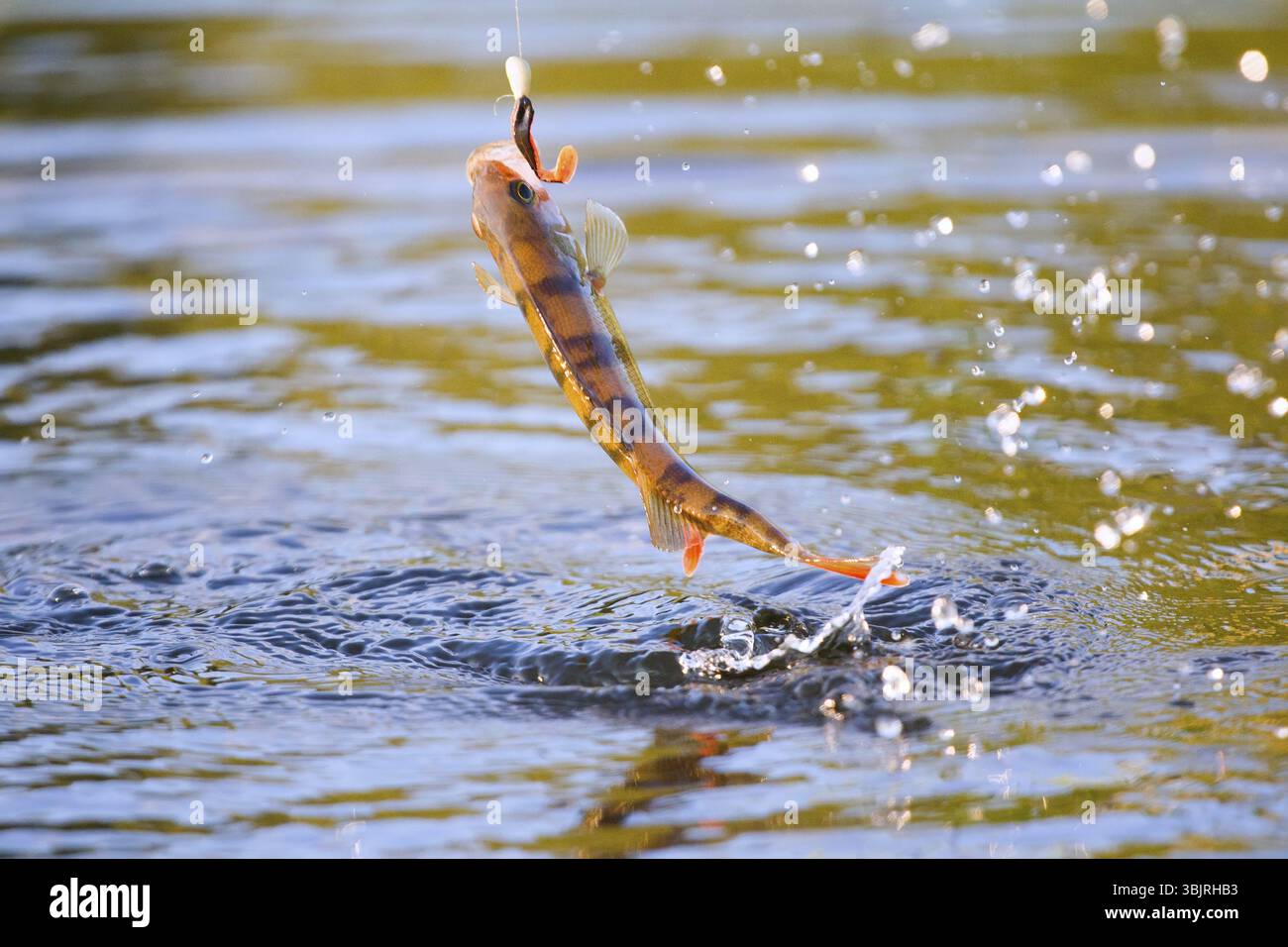 Fishing on freshwater lakes in the reeds Stock Photo - Alamy