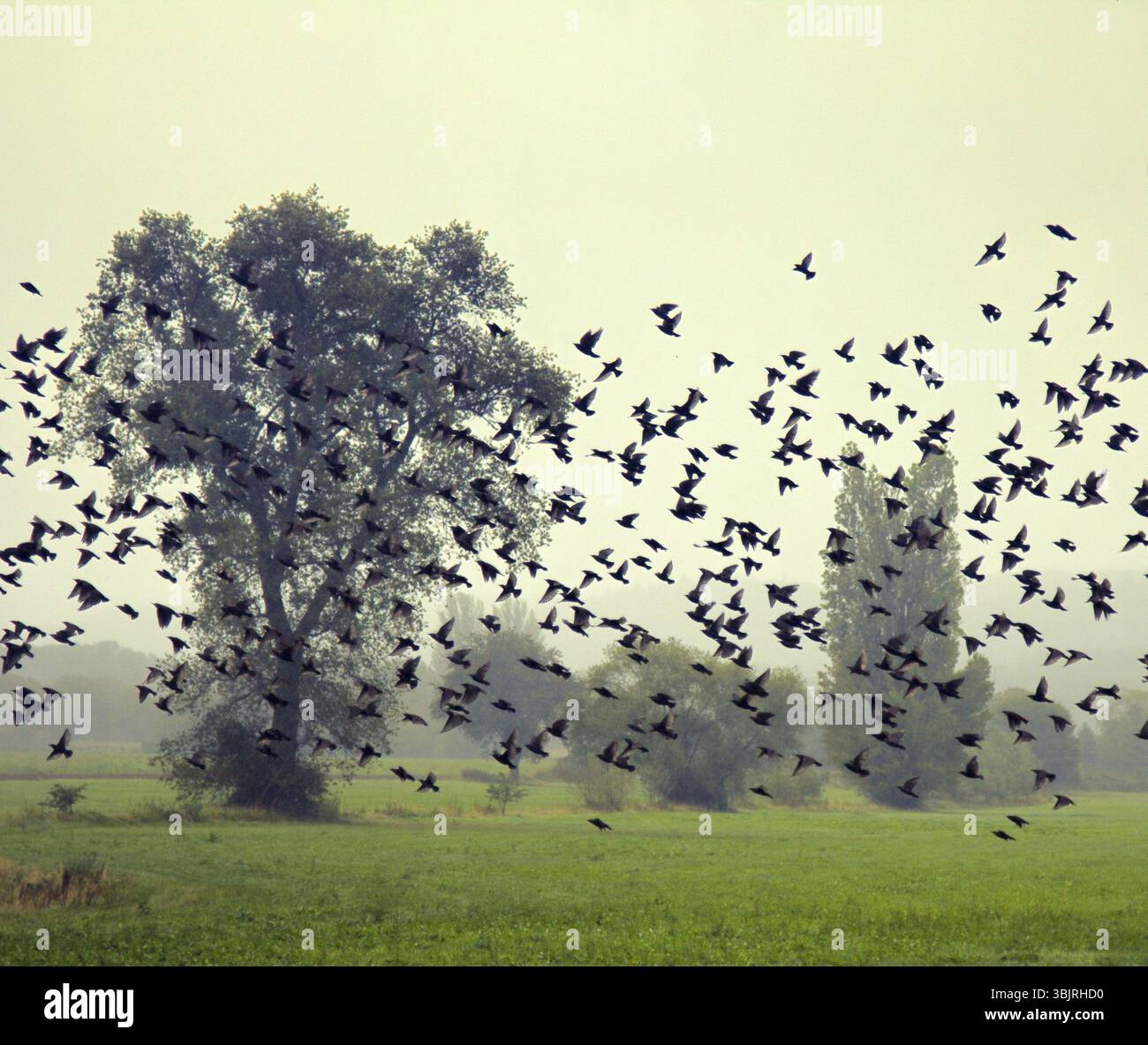 Flocks of starlings hi-res stock photography and images - Alamy