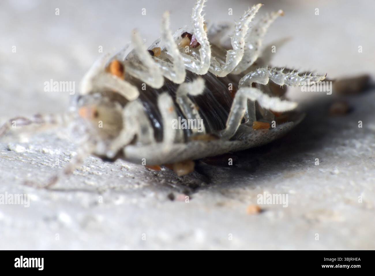 Insect Common woodlice in the form of a ball, a reaction to danger ...