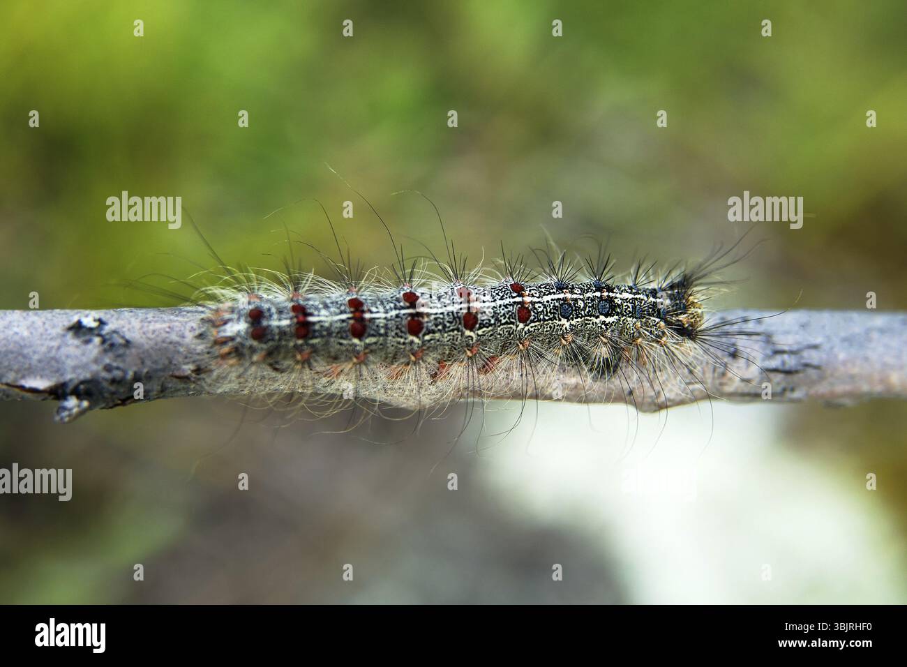 Gingerbread gipsy moth (Lymantria dispar) caterpillar - Moth gives mass ...
