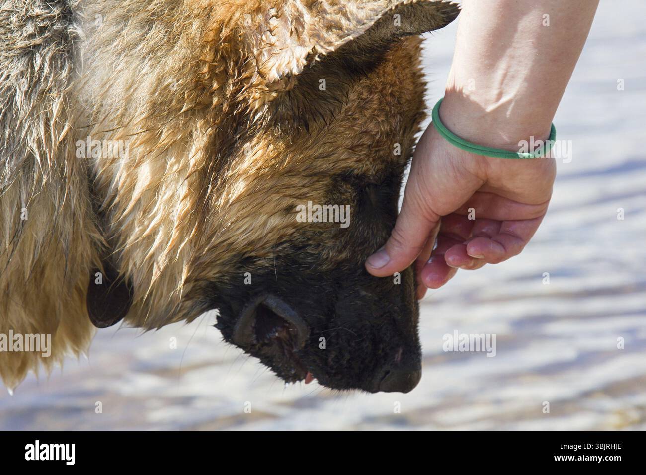 German shepherd on walk in wild, Training in field, trick dog, tracker dog, follow in somebodys ...