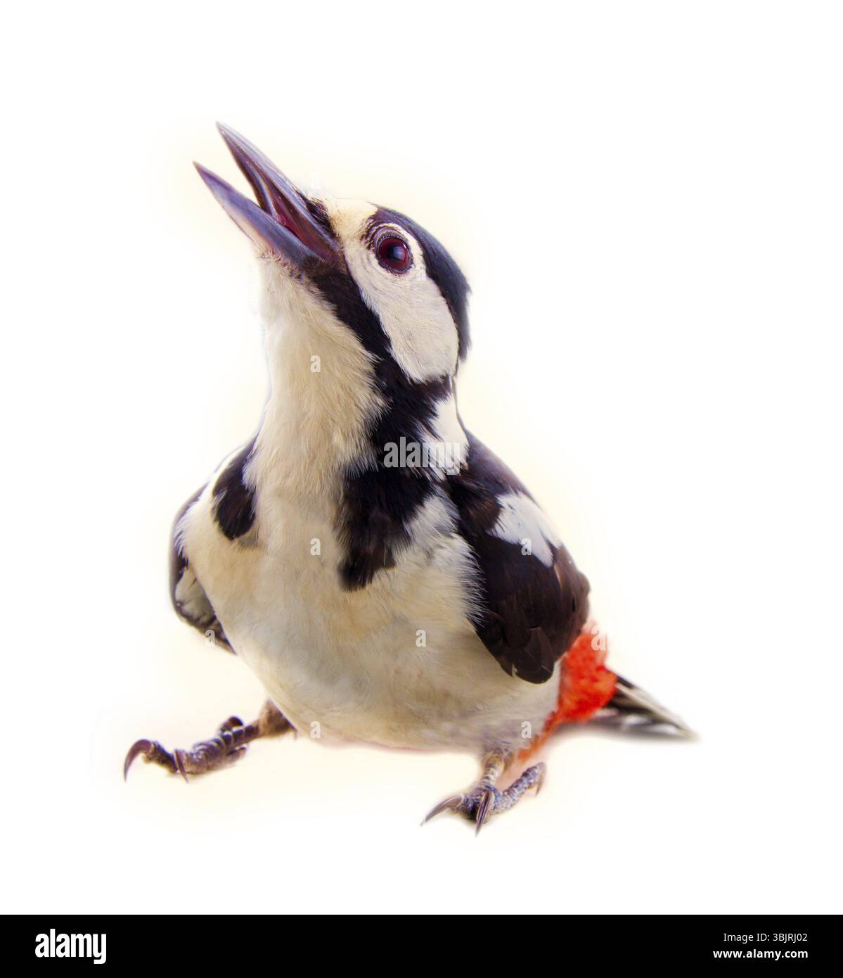 Biological pest control insects Cut Out Stock Images & Pictures - Alamy