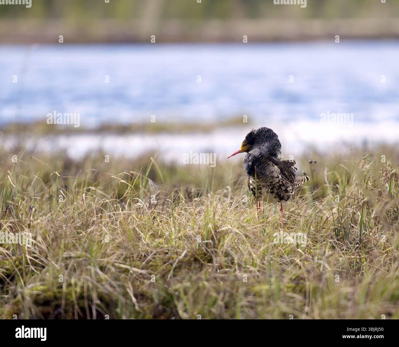 Gallant bird hi-res stock photography and images - Alamy