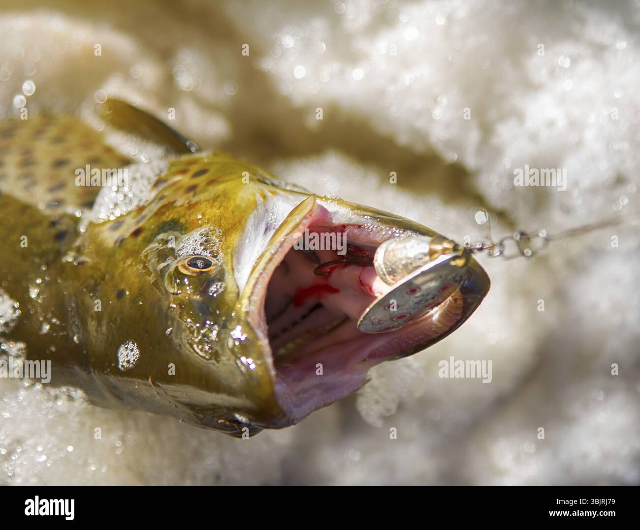 Salmon caught in lake with dense foam water (abundance of organic ...