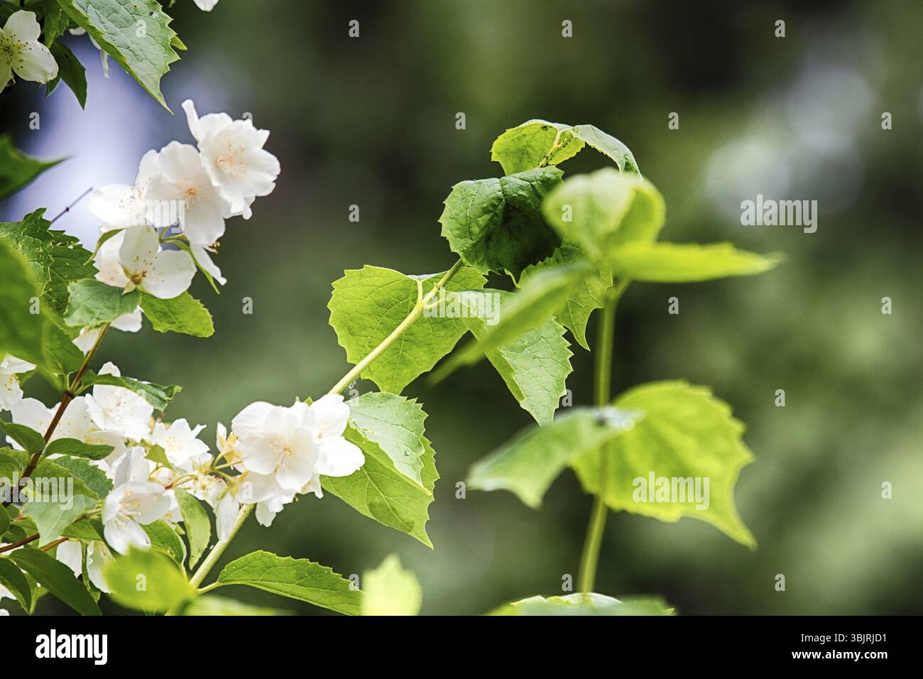 Syringa, Philadelphus - is luxurious virgin fragrant flower of ...