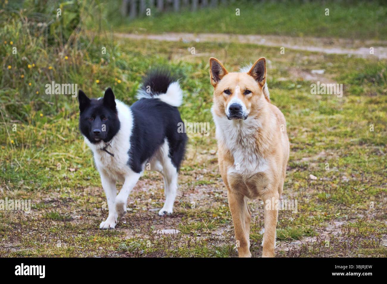 The gun dog Russian European Laika is close to the Malamute and Husky ...