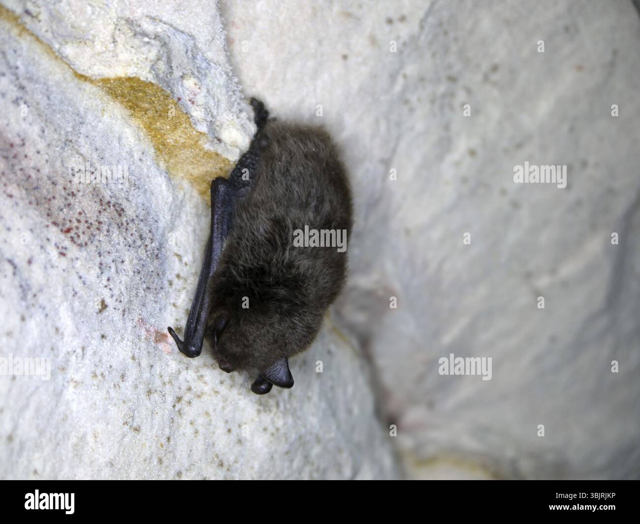 Mouse-eared bat sleeping in cave during hibernation Stock Photo - Alamy