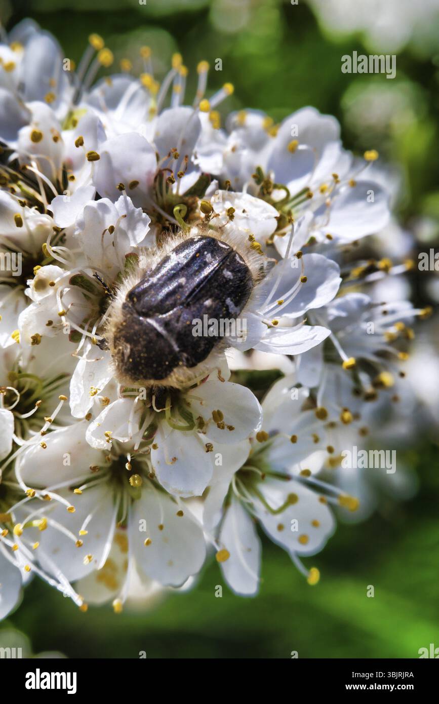 Blossom feeder (Epicometis hirta) on blooming bush of blackthorn ...