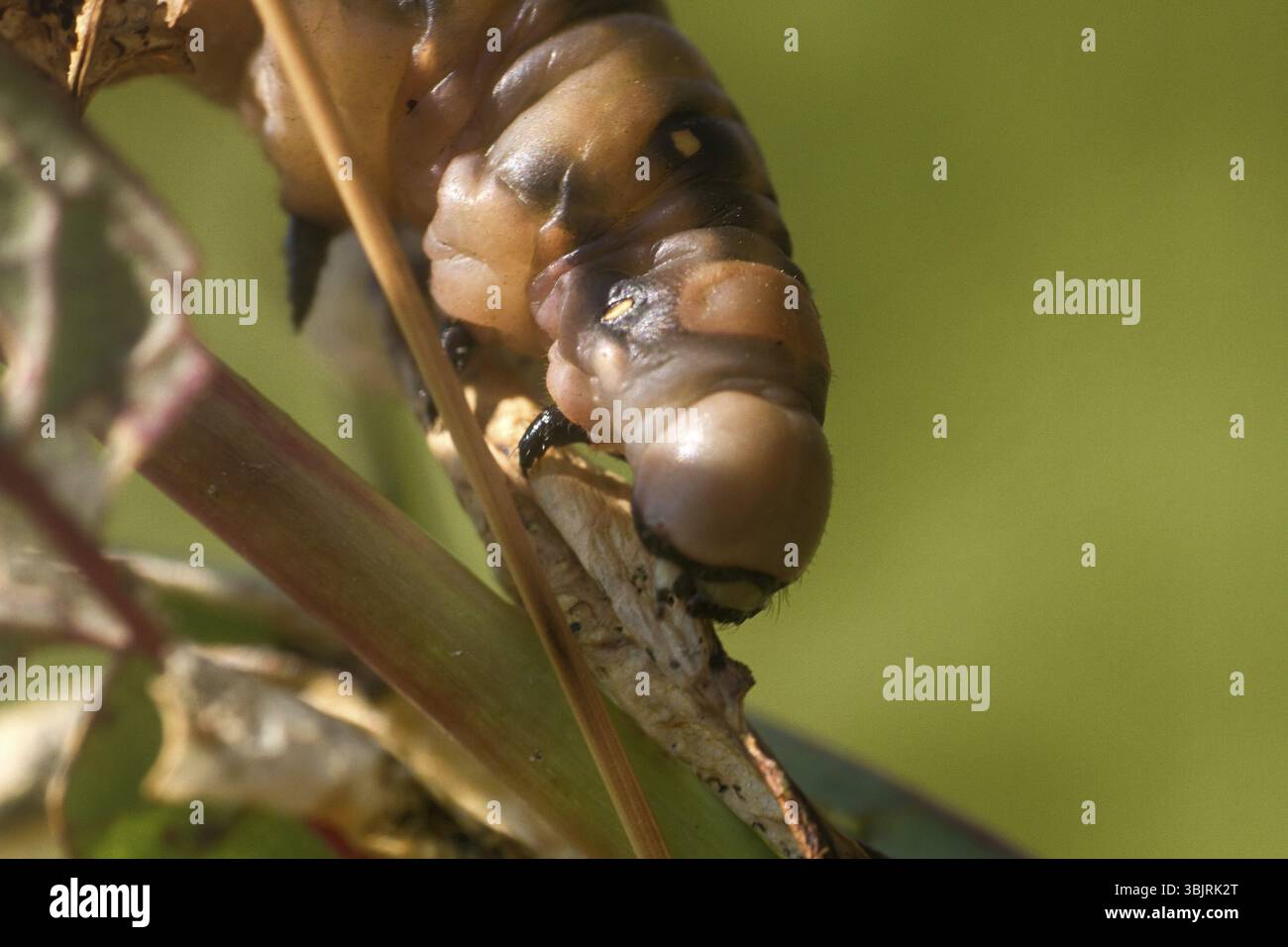 Fat caterpillar of a hawk moth close-up body parts in the grass ...