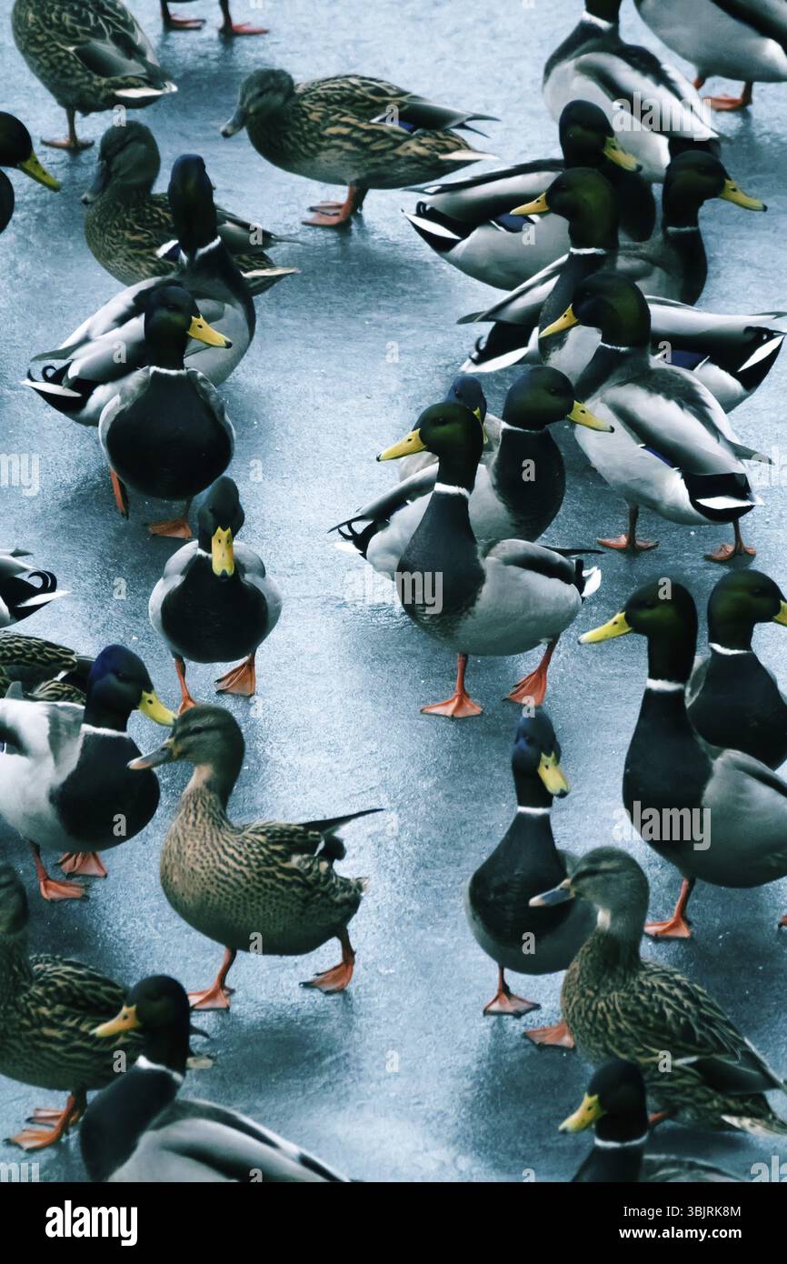 Large accumulation of ducks in winter on ice of reservoir. Mallards in ...