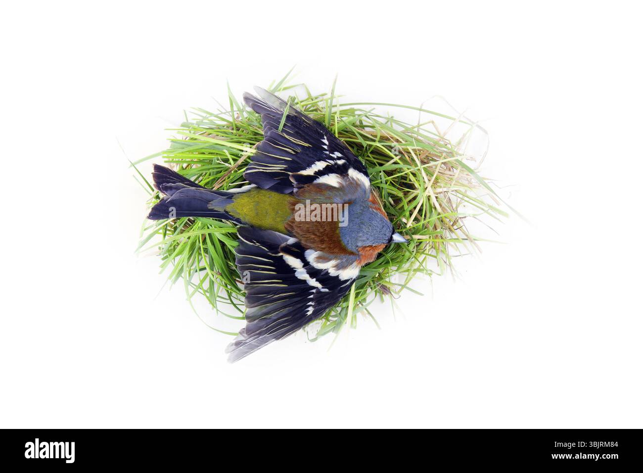 Wildlife protection concept Cut Out Stock Images & Pictures - Alamy