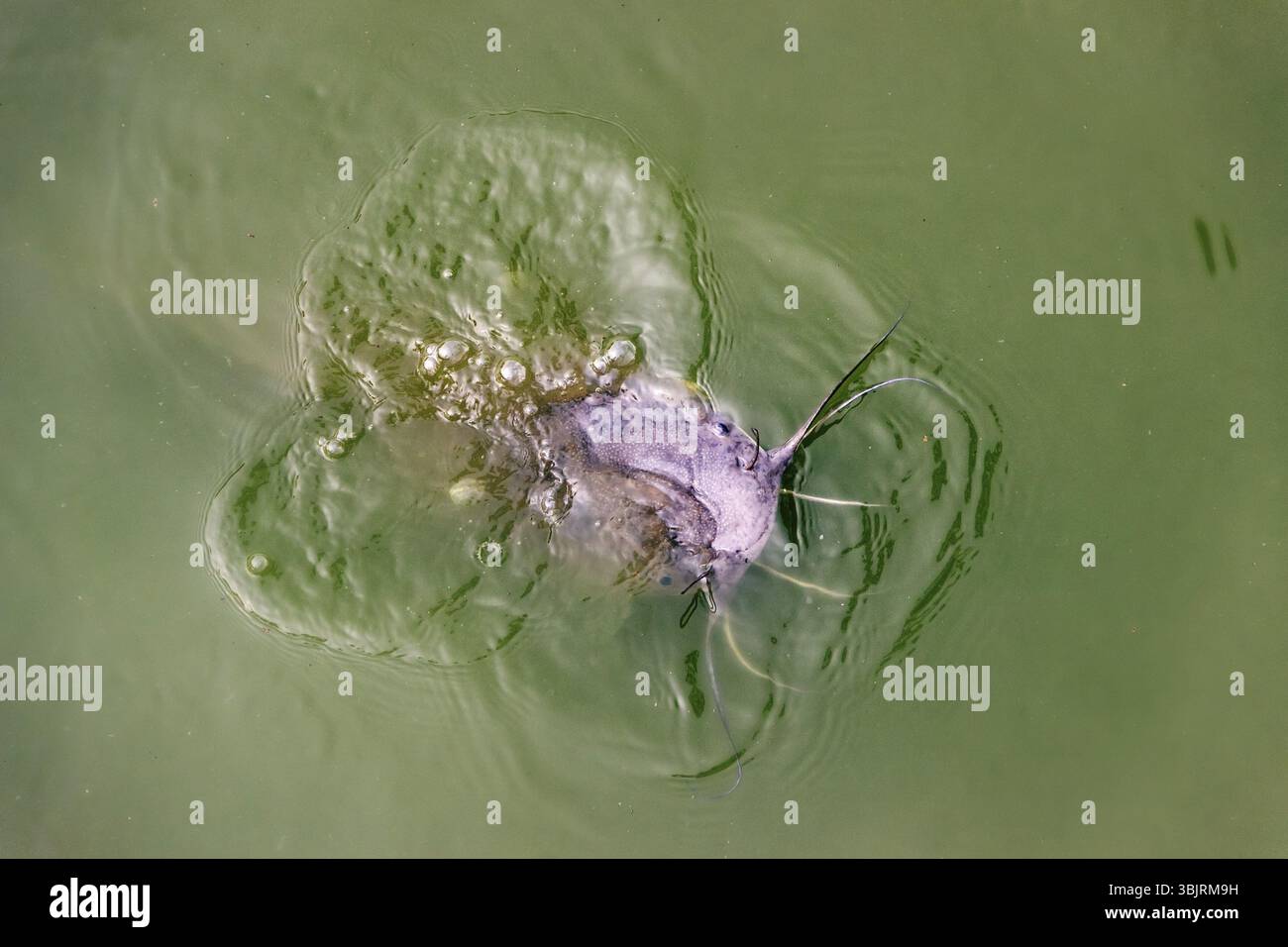 Walking catfish feed on surface hi-res stock photography and images - Alamy