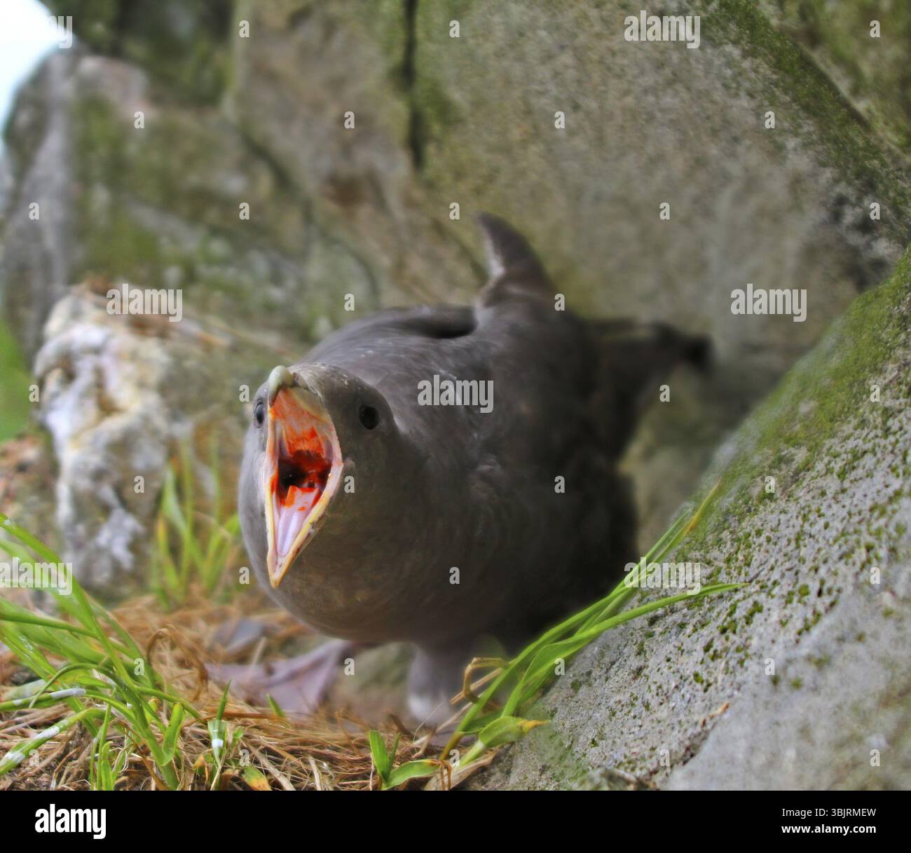 Offspring defense hi-res stock photography and images - Alamy