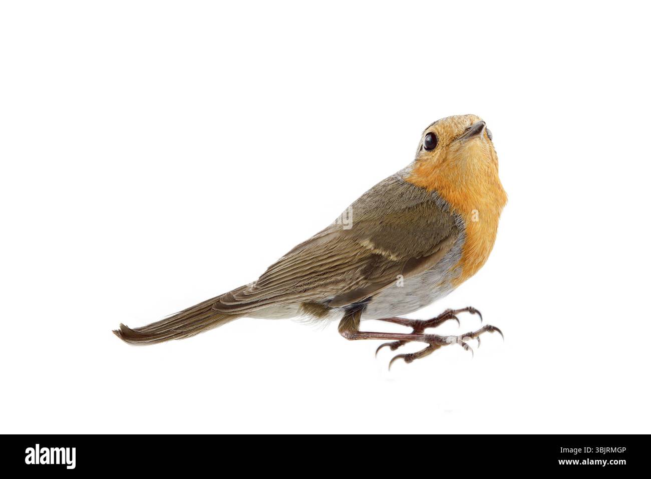 Robin - very nice bright red bird is common for European forests and ...