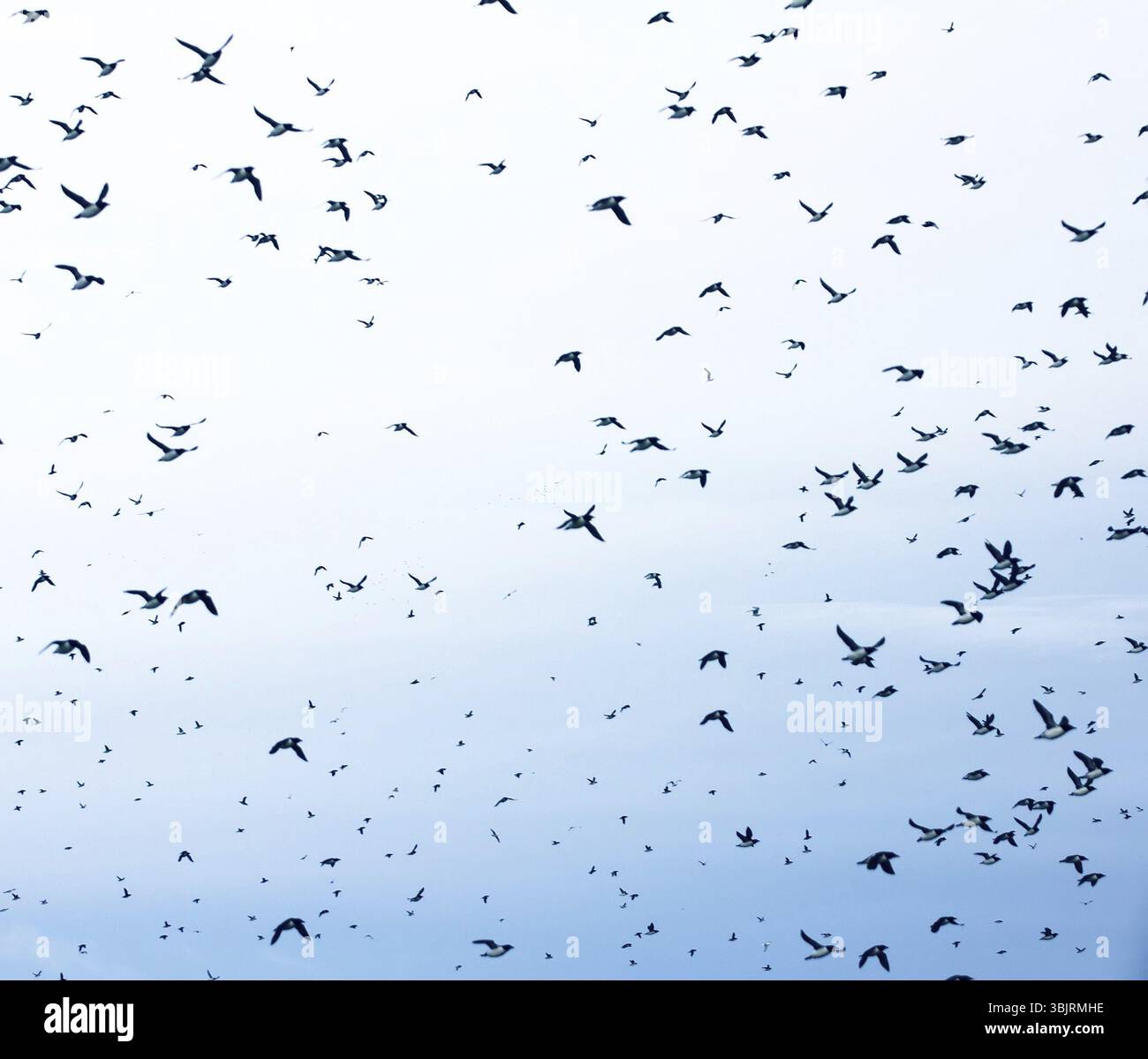 Birds flew home. All sky is covered with birds. Flying Arctic Thick ...