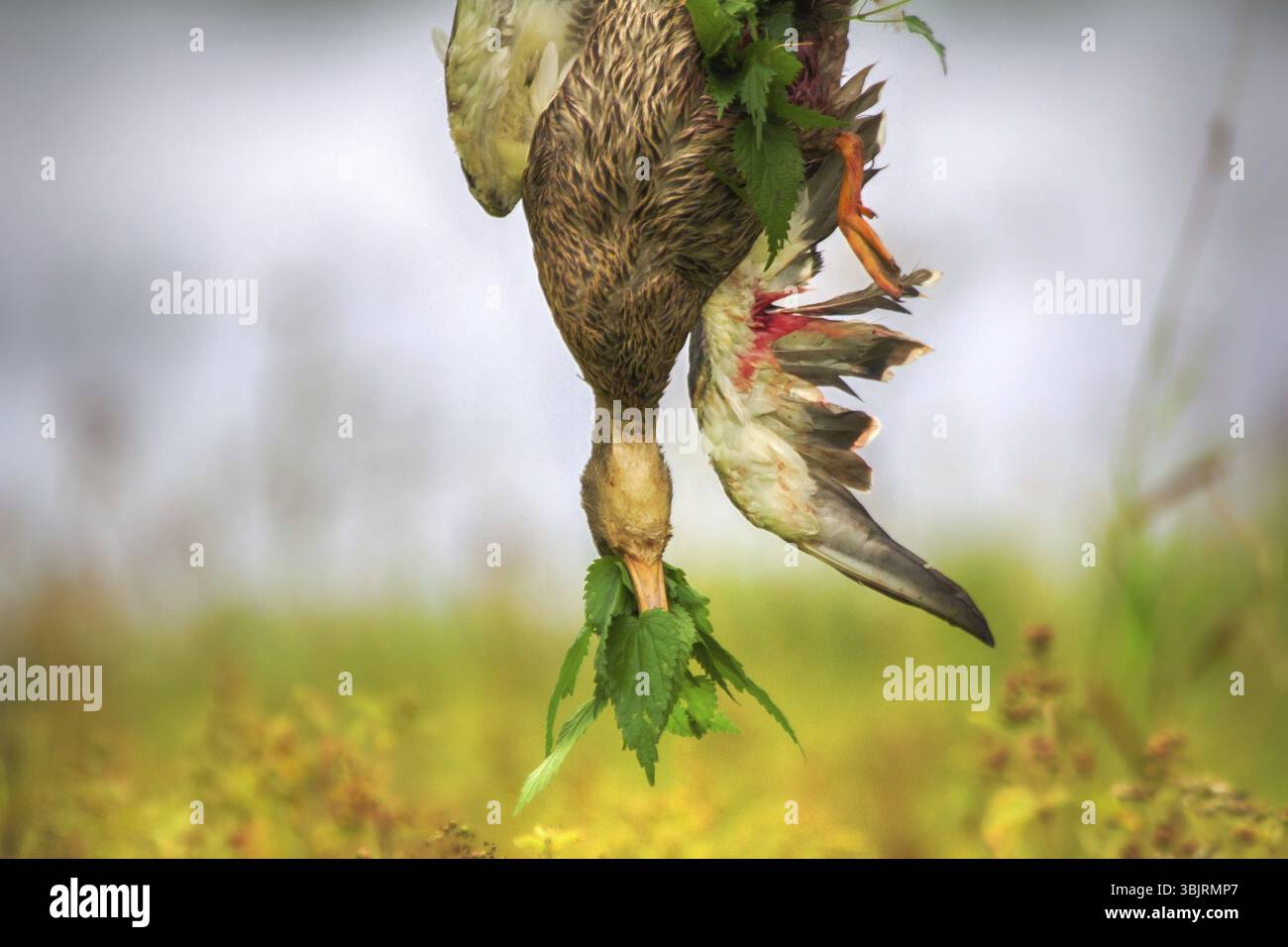 Methods of temporary preservation of game fowl in hot weather. Beak and ...