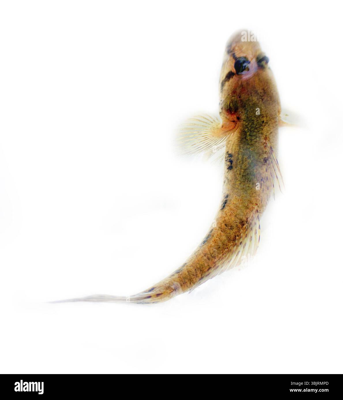 Fish Of India, Backwater Kerala. Goby fishes (Gobius). Freshwater ...