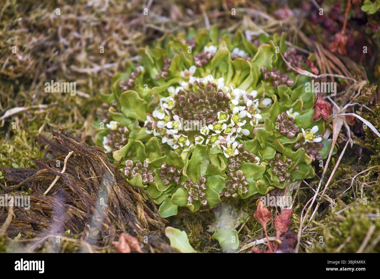 Scurvy grass (Cochlearia groenlandica, biannual sample) mountain ...