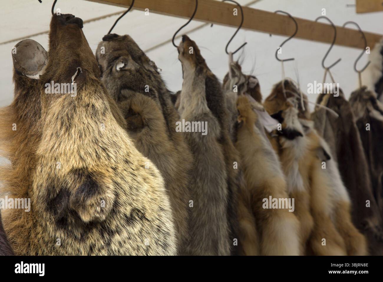 Russian boars hi-res stock photography and images - Alamy