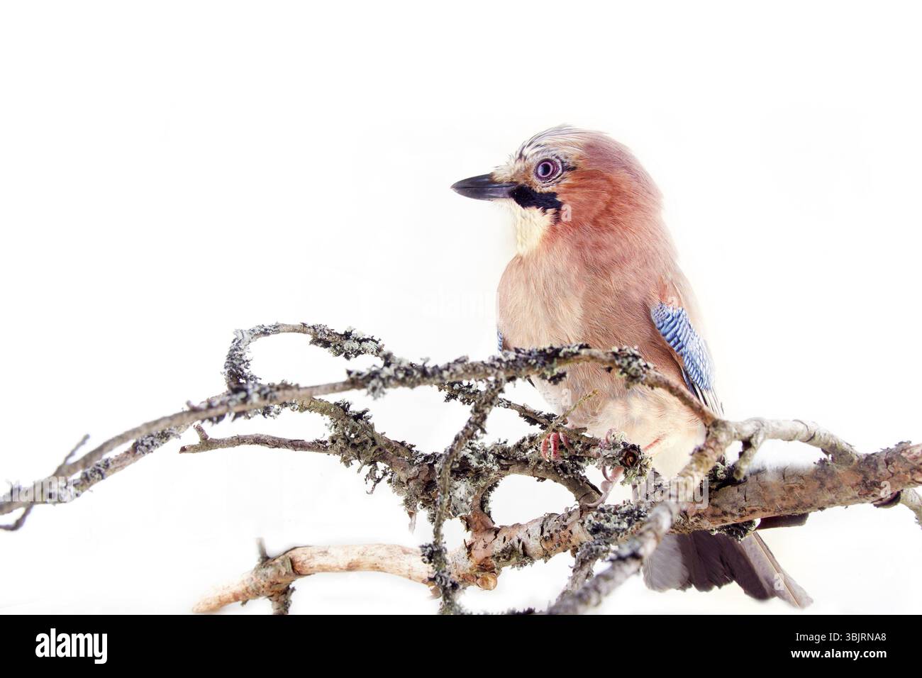 Common jay (Garrulus glandarius) - bird on white background in ...