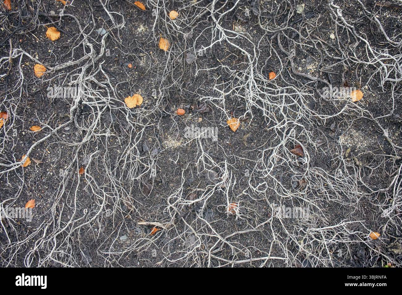 Death of plants, deforestation. In air pollution and fires in forest ...