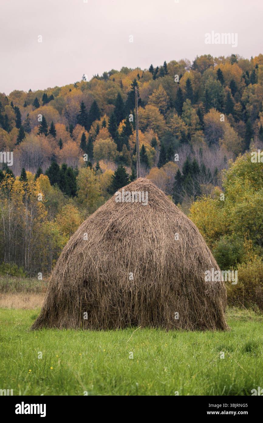 Autumn. Hay dried and assembled in stack. Traditional method of rick ...