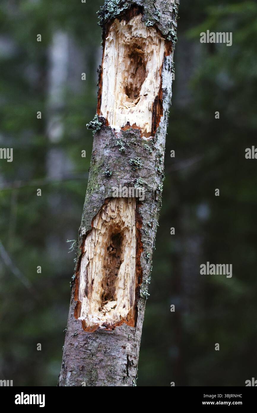 Dead and rotten tree hi-res stock photography and images - Alamy