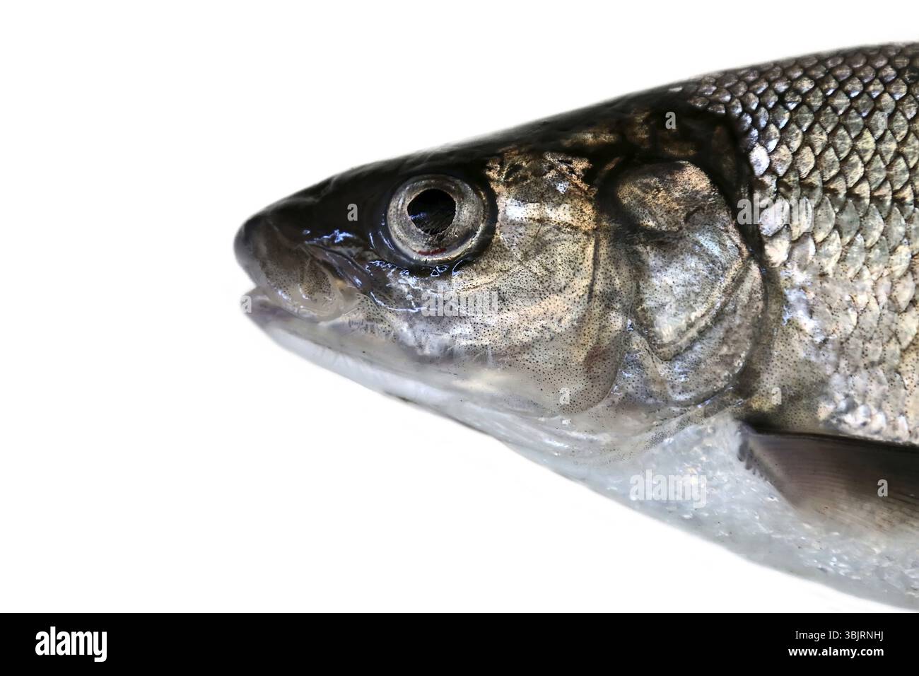 Fish head portrait. Whitefish (Coregonus lavaretus) - very polymorphic ...