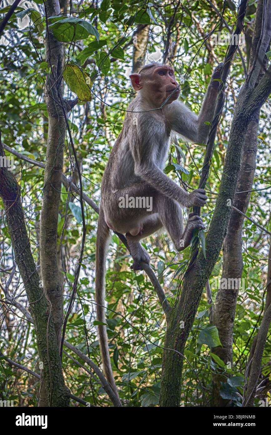 Arboreal illustration hi-res stock photography and images - Alamy