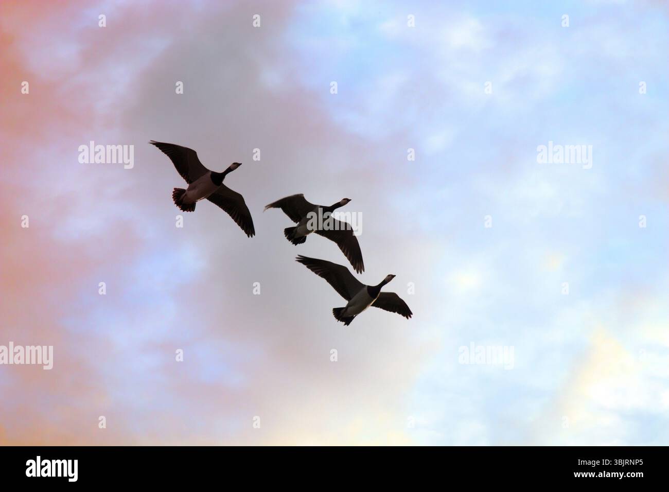Birds in migration fly past hi-res stock photography and images - Alamy