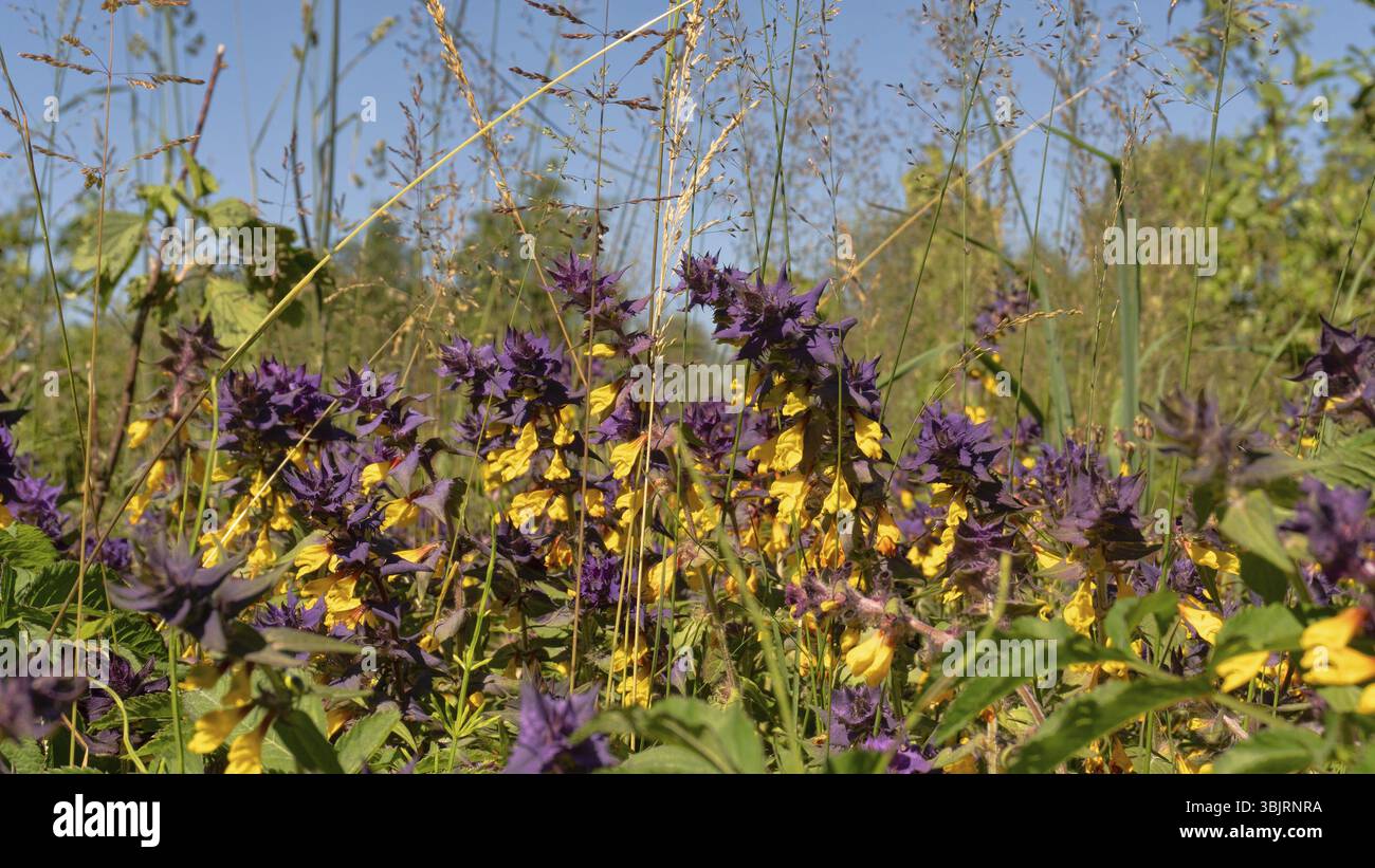 Continuous carpet of two-tone meadow flowers of blue cowwheat ...
