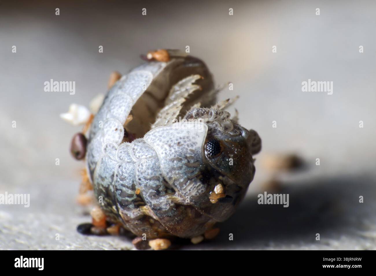 Insect Common woodlice in the form of a ball, a reaction to danger ...
